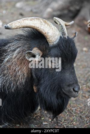 Dwarf's goat, portrait, animals, mammals, pets, benefit animals, cloven ...