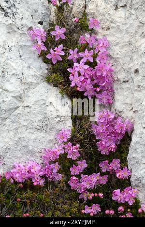 Dwarf Alpine Rose (Rhodothamnus chamaecistus) in the Bavarian Alps ...