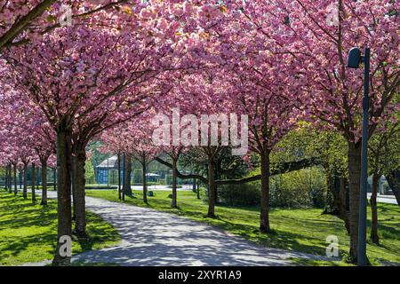 Cherry tree avenue, rampart, Stadthagen, Lower Saxony Stock Photo - Alamy