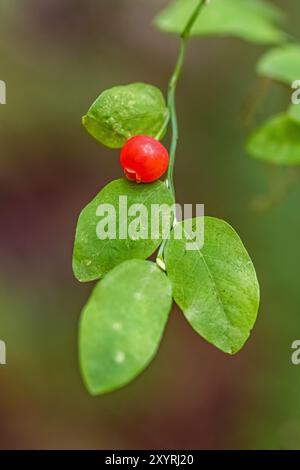 Red Huckleberry, Vaccinium parvifolium, ripe berries at Staircase ...