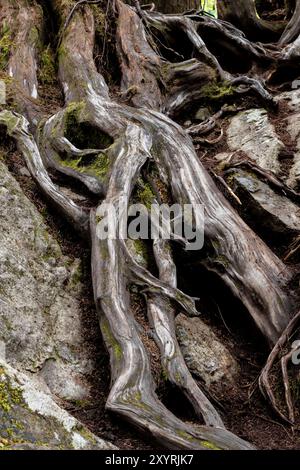 Exposed Western Hemlock roots at Staircase, Olympic National Park ...
