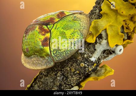Thistle Tortoise Beetle (Cassida rubiginosa) mating on leaf, Lorraine ...