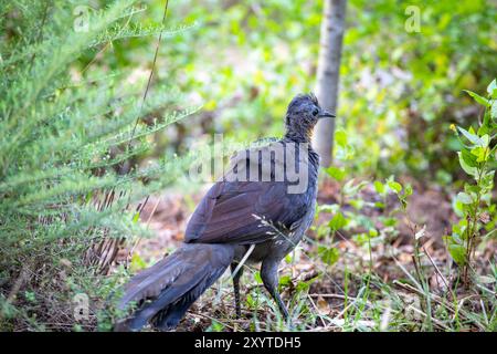 Wild lyrebird, back view turning towards the right, Gembrook Victoria ...