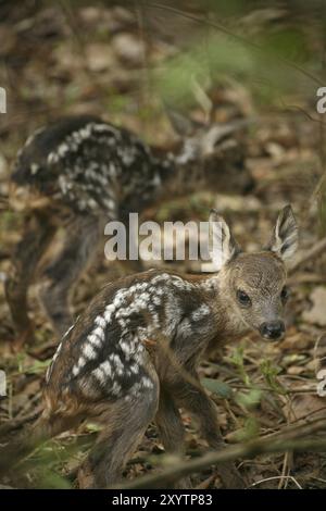 Two fawns that appear to have just been born (wildlife, photographed in ...