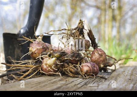 Newly dug Jerusalem artichoke in a organic family farm field in a ...