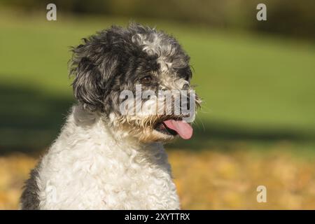 Bolonka Zwetna Portrait Stock Photo - Alamy