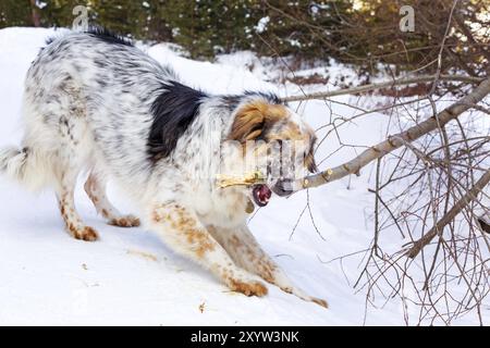 big white, brown and black log hair dog playing with a tree branch in ...