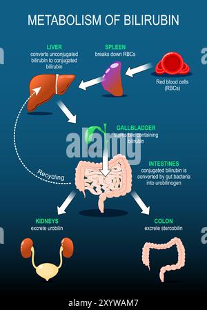 Hemoglobin Red Blood Cell Breakdown