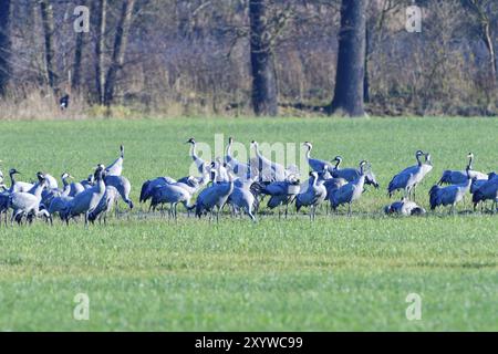 A swarm of Common cranes in autumn in saxon Stock Photo - Alamy