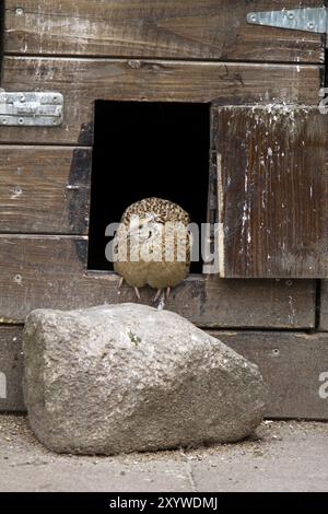 Quail in front of a barn Stock Photo - Alamy
