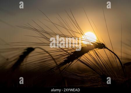 rye sprouts in a field at sunset, the yellow sun at sunset in a field ...