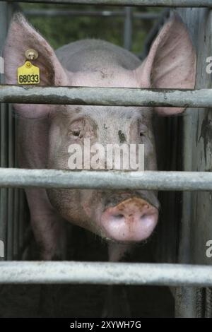 Domestic pigs in the quarantine barn Stock Photo - Alamy