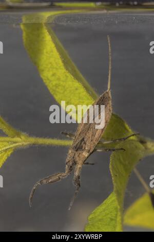 Water Bugs (Nepomorpha Stock Photo - Alamy
