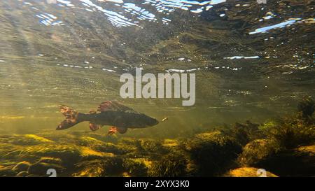 Grayling fighting underwater in shallow water. Grayling was caught and ...