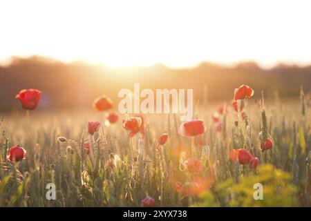 Poppy field on sun set close up Stock Photo - Alamy