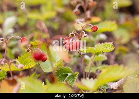 small wild strawberries in cloudy weather, strawberry bushes with red ...