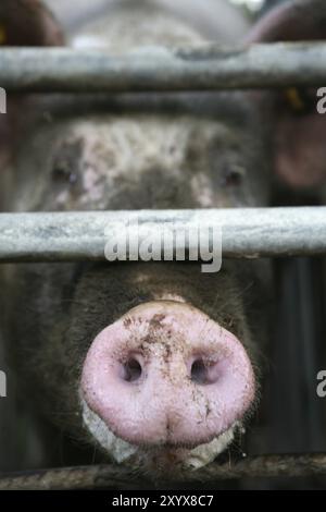 Domestic pigs in the quarantine barn Stock Photo - Alamy