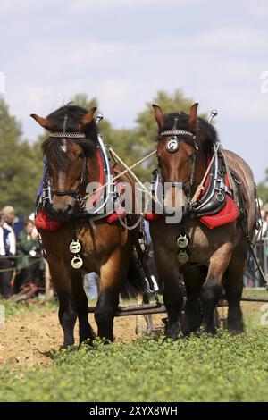 Ploughing Dutch draught horses Stock Photo - Alamy