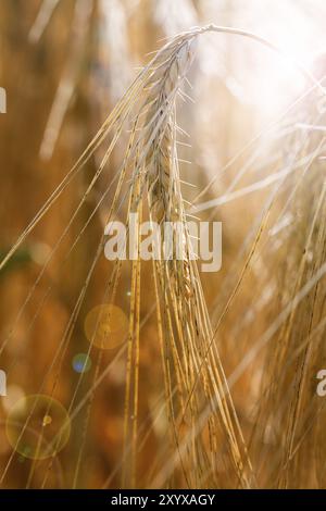 Gerste; Hordeum; vulgare Stock Photo - Alamy