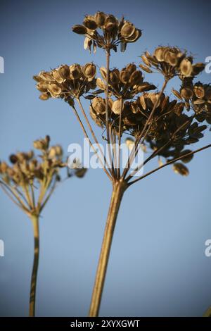Seed heads of a common hogweed or cow parsnip (Heracleum sphondylium ...