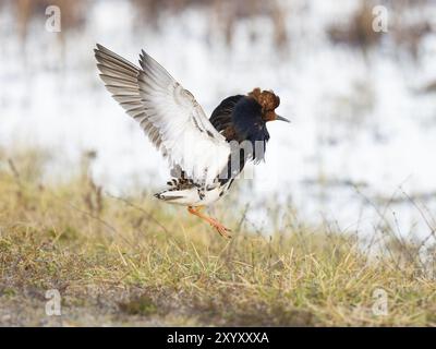Ruff (Calidris pugnax) male in breeding plumage at lek, scratching its ...