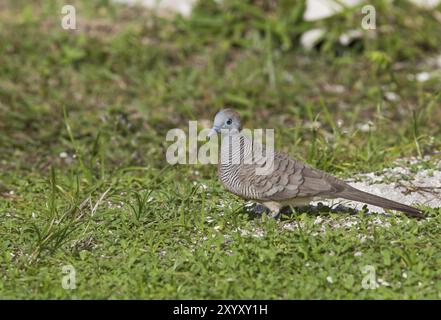 Barred Pigeon, Geopelia striata, zebra dove Stock Photo - Alamy