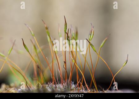 Wall moss (Tortula muralis Stock Photo - Alamy