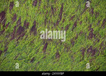 Green algae growing on a metal plate Stock Photo - Alamy