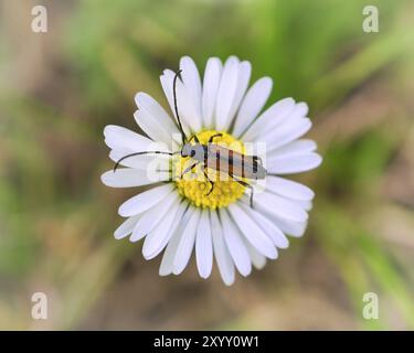 A closeup shot of common daisies and an insect sitting on the plant on ...