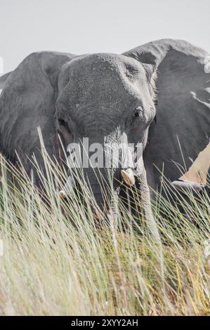 Large grey elephant bottom Stock Photo - Alamy