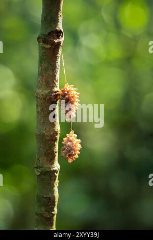 A close-up of intricately woven cocoons of an Ichneumoninae wasp ...