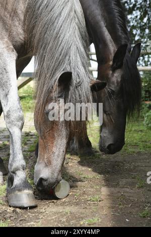Arabian mix and Friesian Stock Photo - Alamy