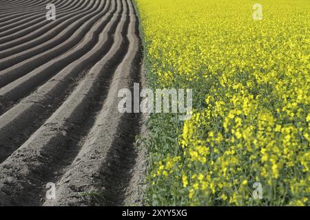 Furrows for carrot cultivation Stock Photo - Alamy
