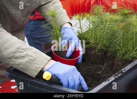 Transfer of containerized pine tree seedlings to biodegradable pot ...