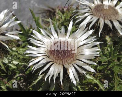 Rare silver thistles Stock Photo - Alamy