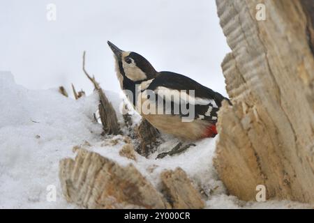 Dendrocopus major, (Picoides major Stock Photo - Alamy