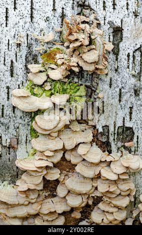 Shelf fungi (Trichaptum) climbs the side of a Birch tree, Ellison Bluff ...