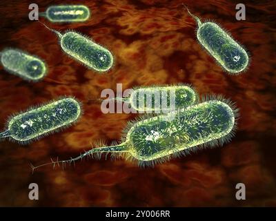 Cholera bacteria. Artwork of Vibrio cholerae bacteria in the small ...