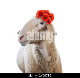 Adorable sheep with red poppy flowers on white background Stock Photo ...