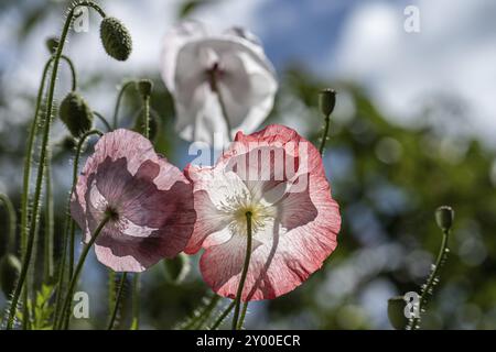 Colourful poppy flowers in a backyard in summer Stock Photo - Alamy