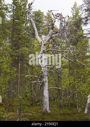 Scots pine (Pinus sylvestris) dead tree trunks under the snow in winter ...