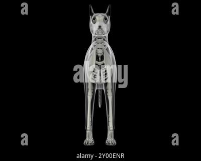 Skeletal system of a dog, front view Stock Photo - Alamy