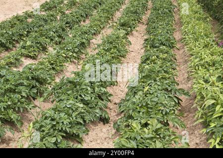 Growing the famous Jersey Royals potatoes Stock Photo - Alamy