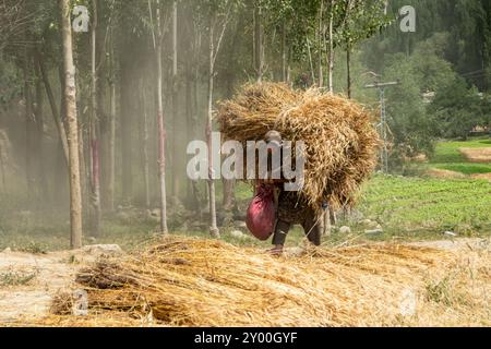Agriculture in the Hushe Valley, Pakistan Stock Photo - Alamy