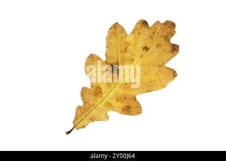 Oak leaf with autumn colours, cropped Stock Photo - Alamy