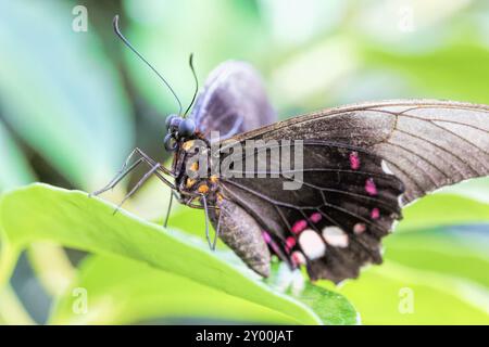 Tropical butterfly (Parides Iphidamas Stock Photo - Alamy