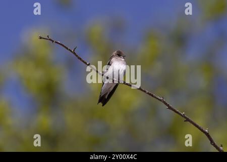 The sand martin (Riparia riparia), also known as the bank swallow (in ...