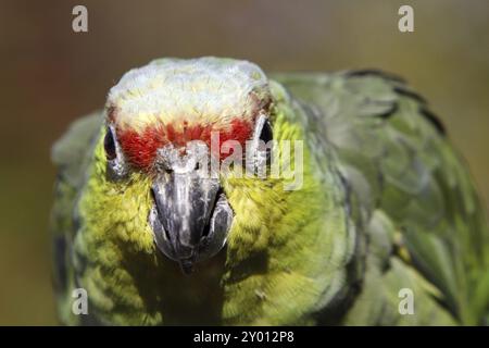 Yellow-cheeked Amazon, Amazons, Parrots, Animals, Birds, Red lored ...