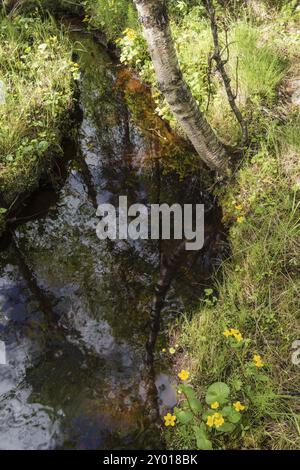 A closeup shot of a river stream with forests Stock Photo - Alamy