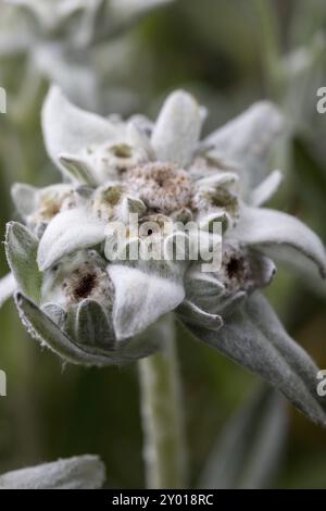 closeup of open edelweiss flowers Stock Photo - Alamy